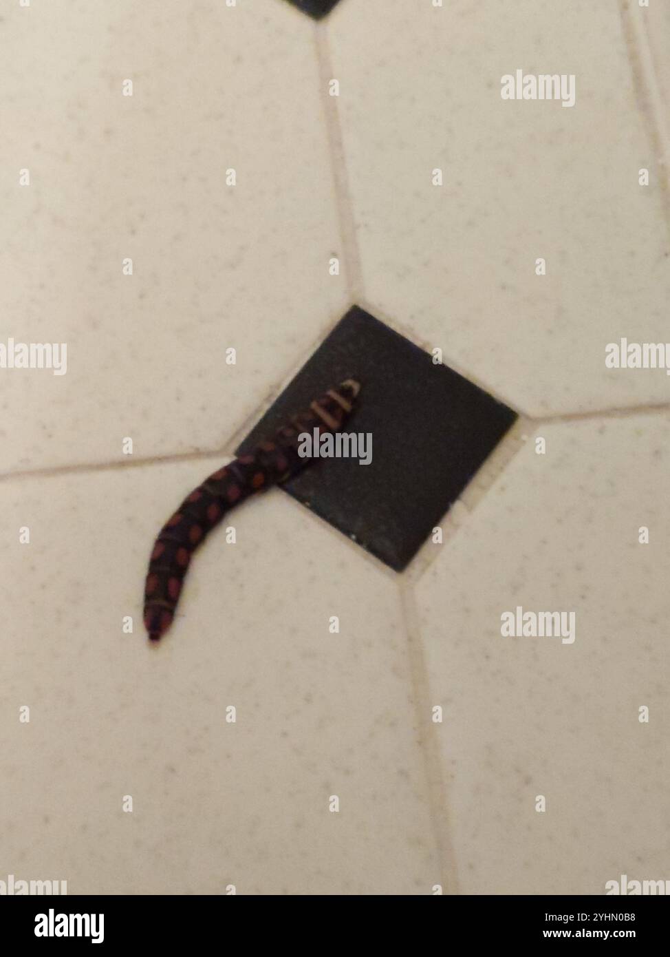 Phengodes hi-res stock photography and images - Alamy