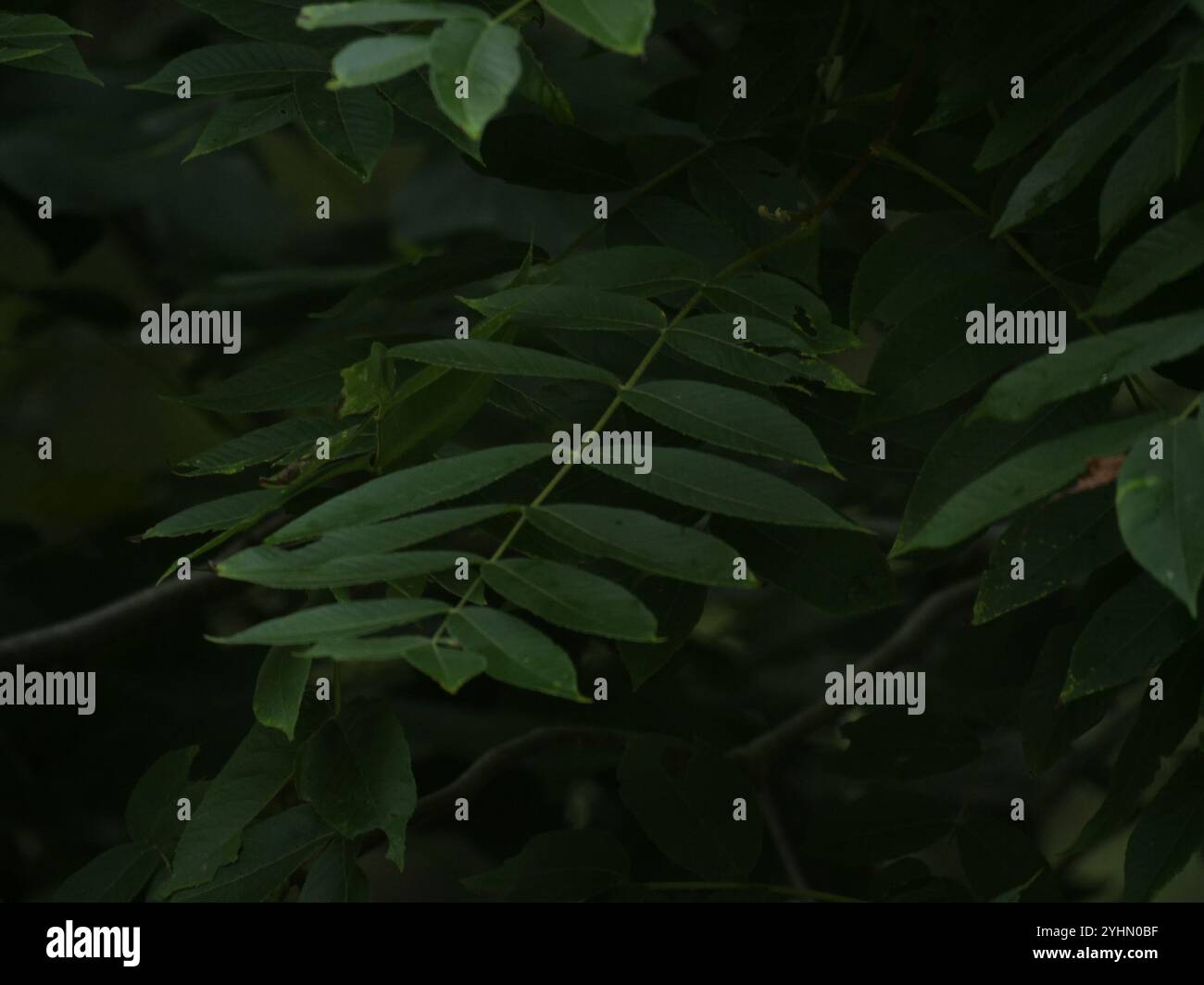Butternut (Juglans cinerea Stock Photo - Alamy