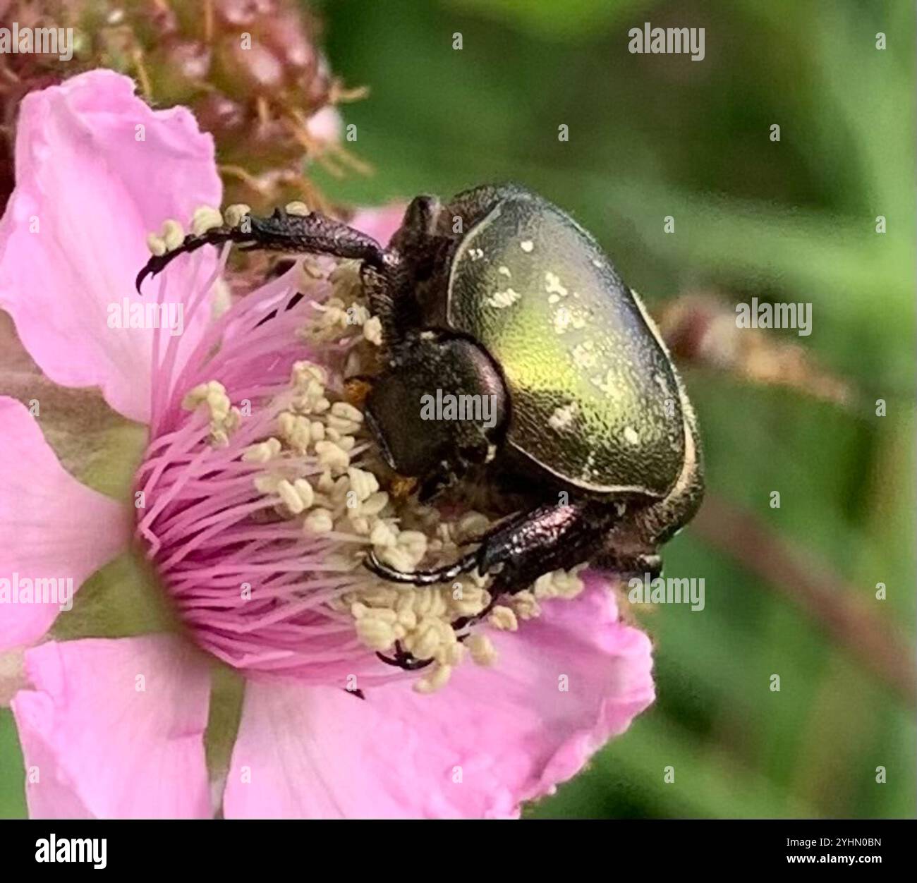 Copper Chafer (Protaetia cuprea Stock Photo - Alamy
