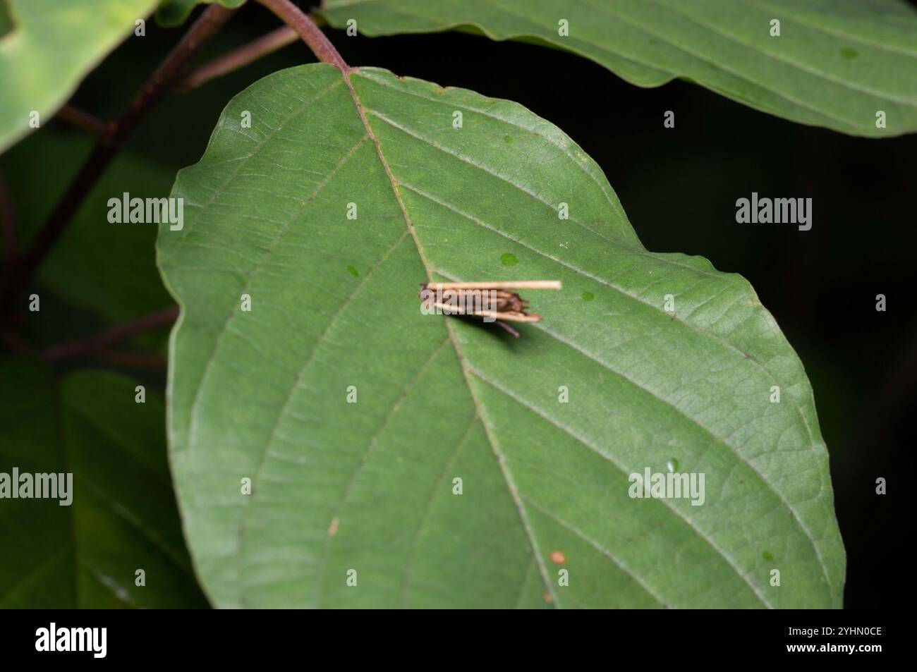 Common Bagworm Moth (Psyche casta Stock Photo - Alamy