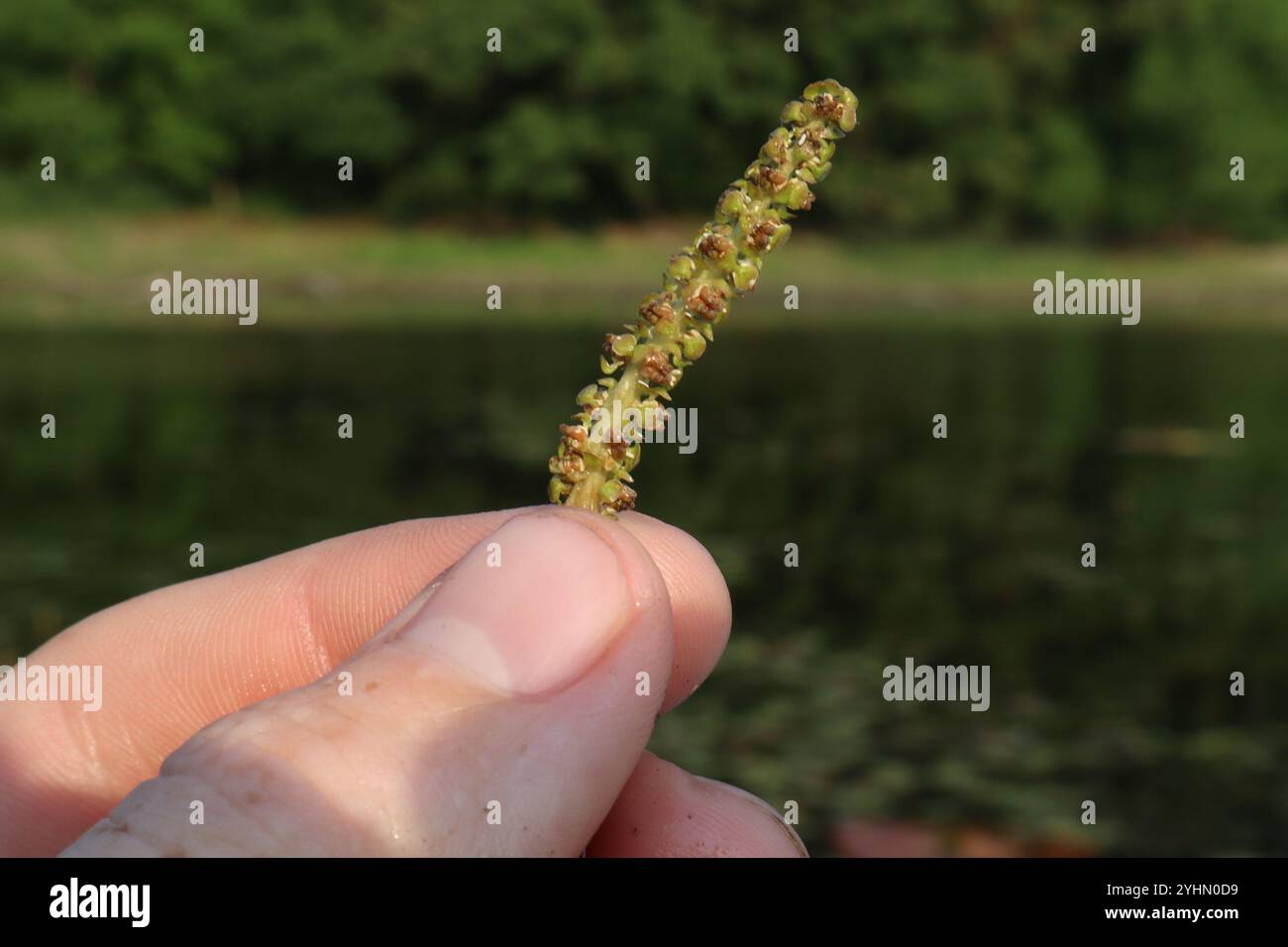floating-leaved pondweed (Potamogeton natans Stock Photo - Alamy
