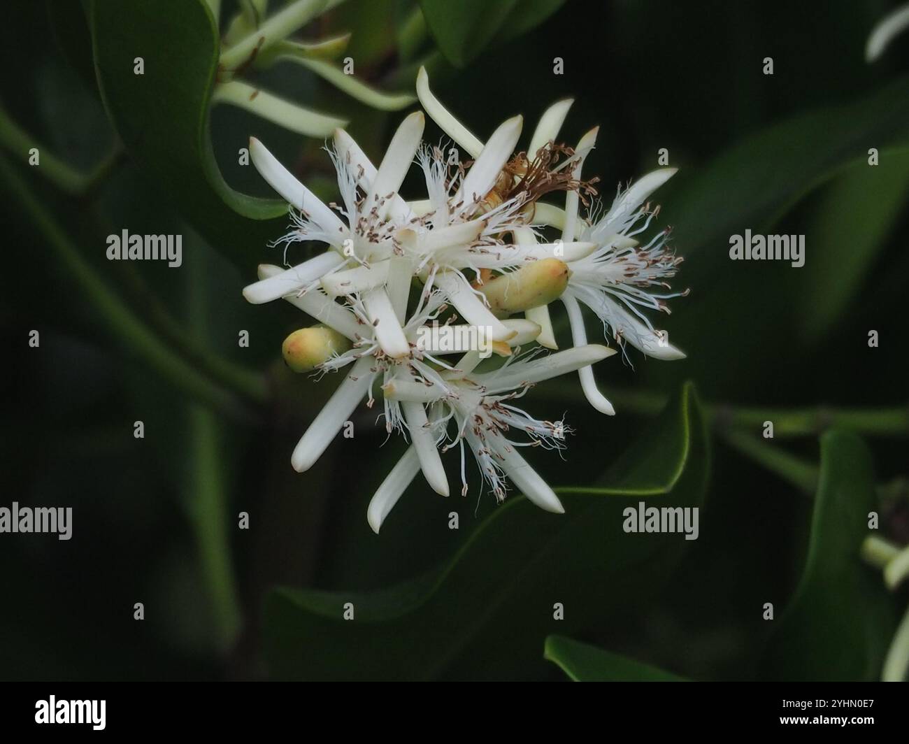 Kandelia hi-res stock photography and images - Alamy