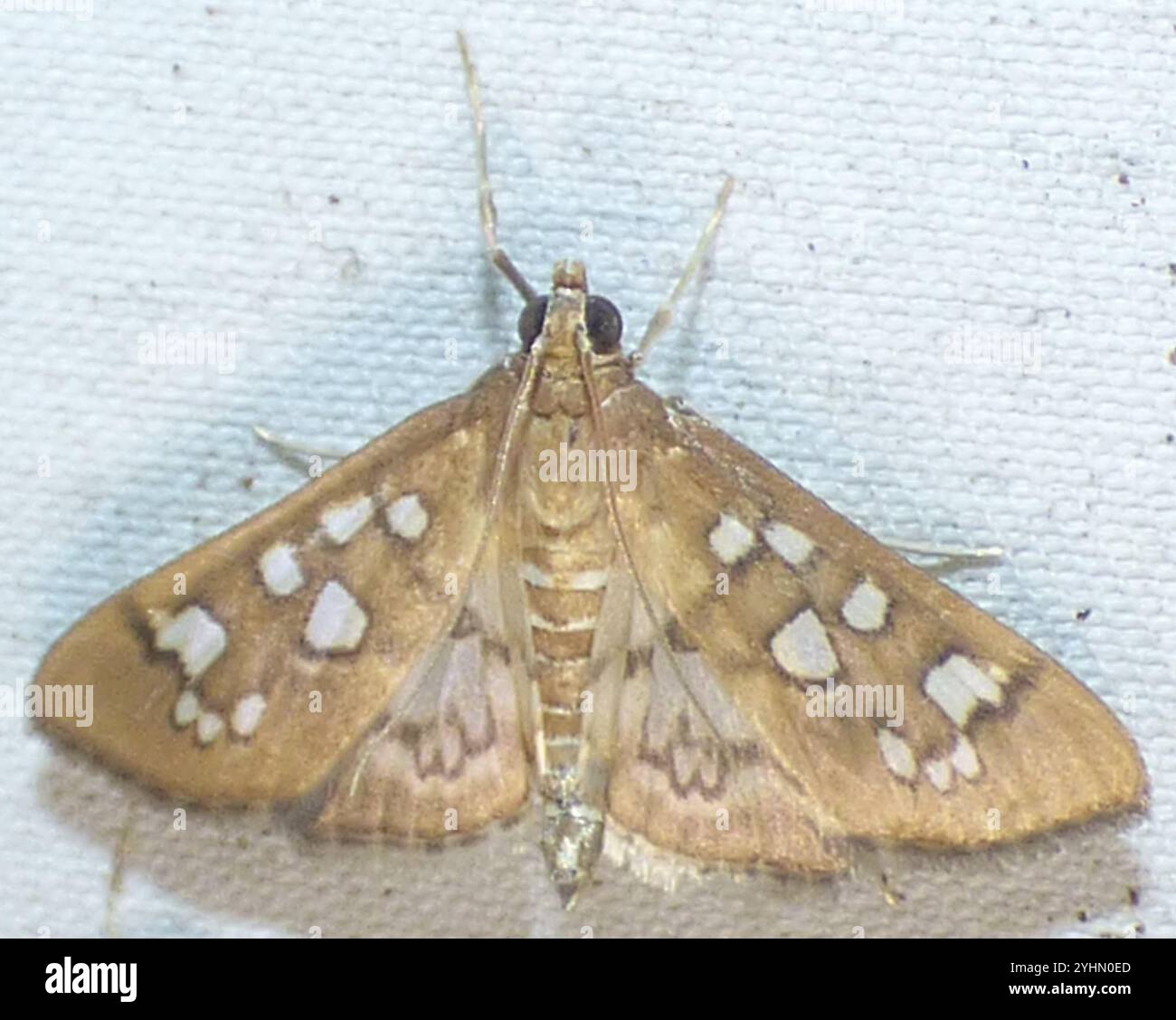 Media Moth (Samea baccatalis Stock Photo - Alamy