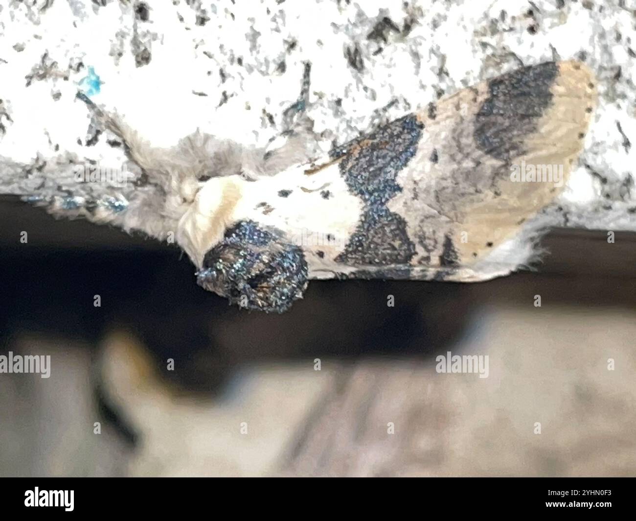 Modest Furcula Moth (Furcula modesta Stock Photo - Alamy