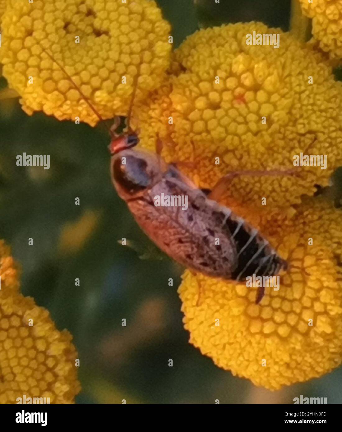 Ectobius lapponicus dusky cockroach hi-res stock photography and images ...