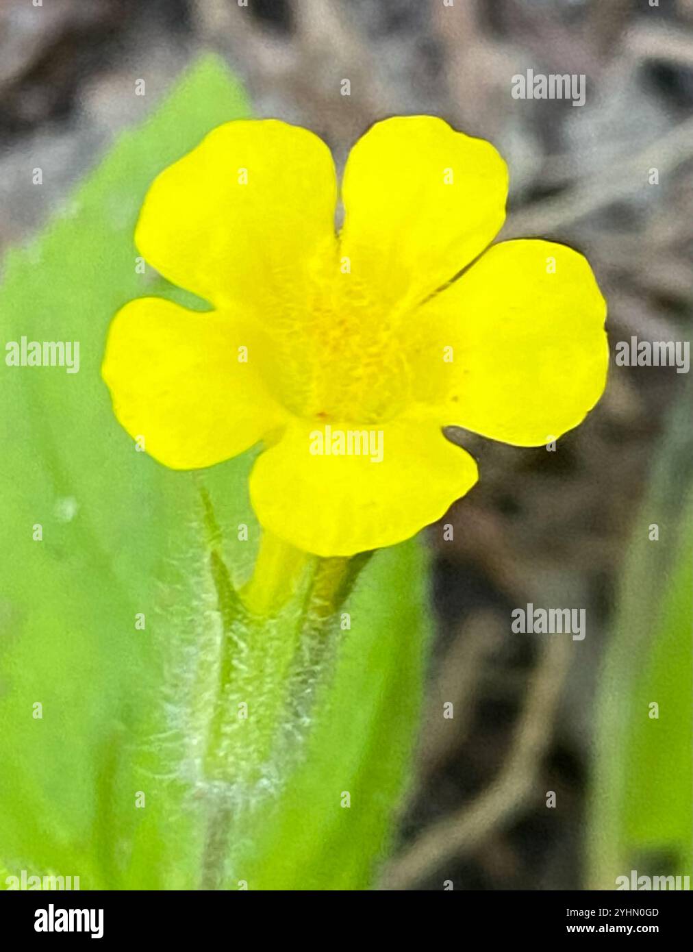 wing-leaf monkeyflower (Erythranthe ptilota Stock Photo - Alamy