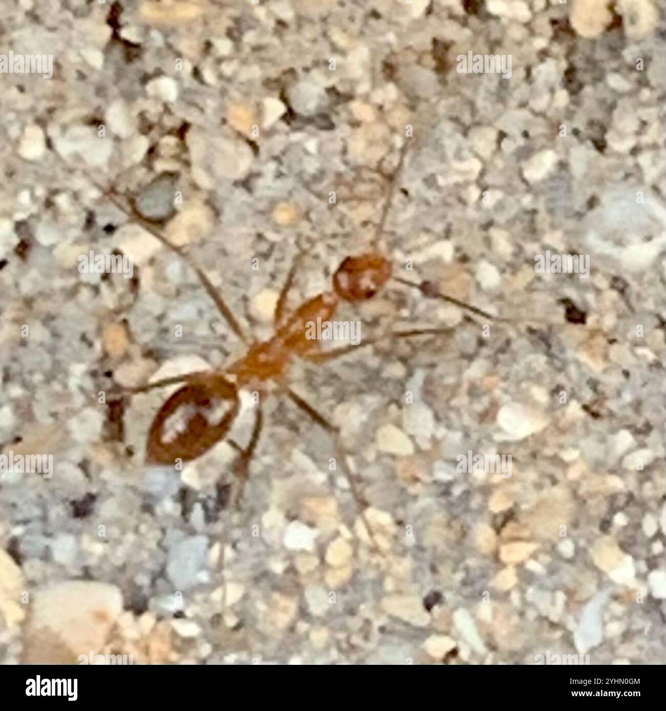 Yellow Crazy Ant (Anoplolepis gracilipes Stock Photo - Alamy