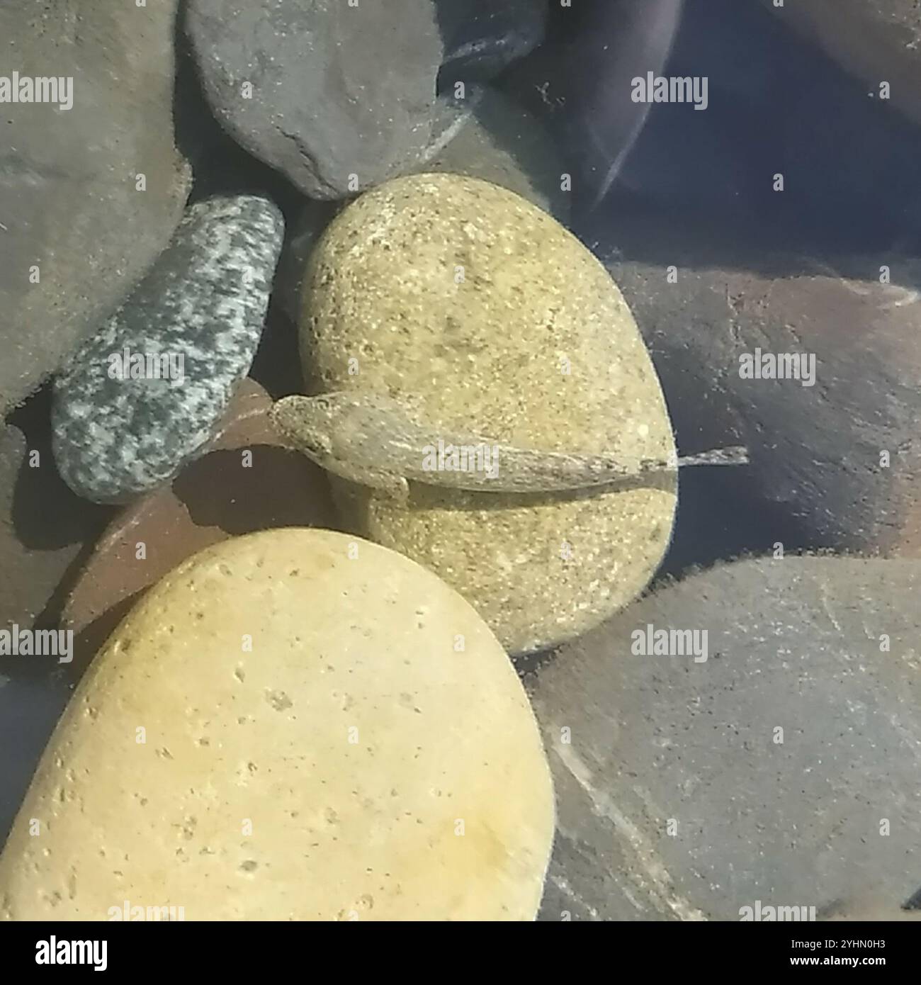 Gobius cobitis hi-res stock photography and images - Alamy