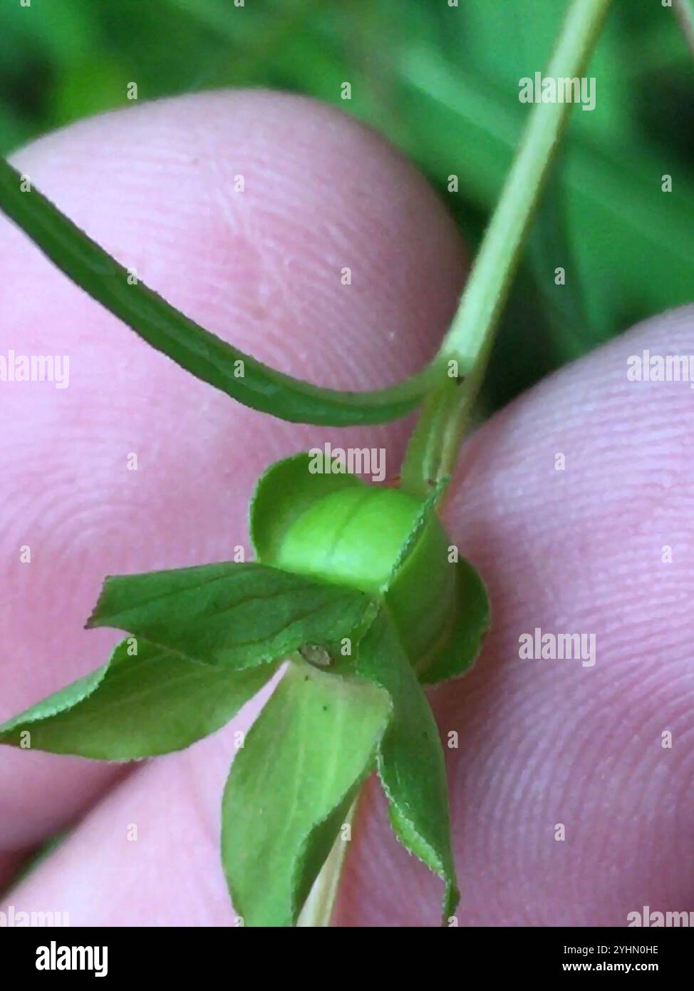 Seedbox (Ludwigia alternifolia Stock Photo - Alamy
