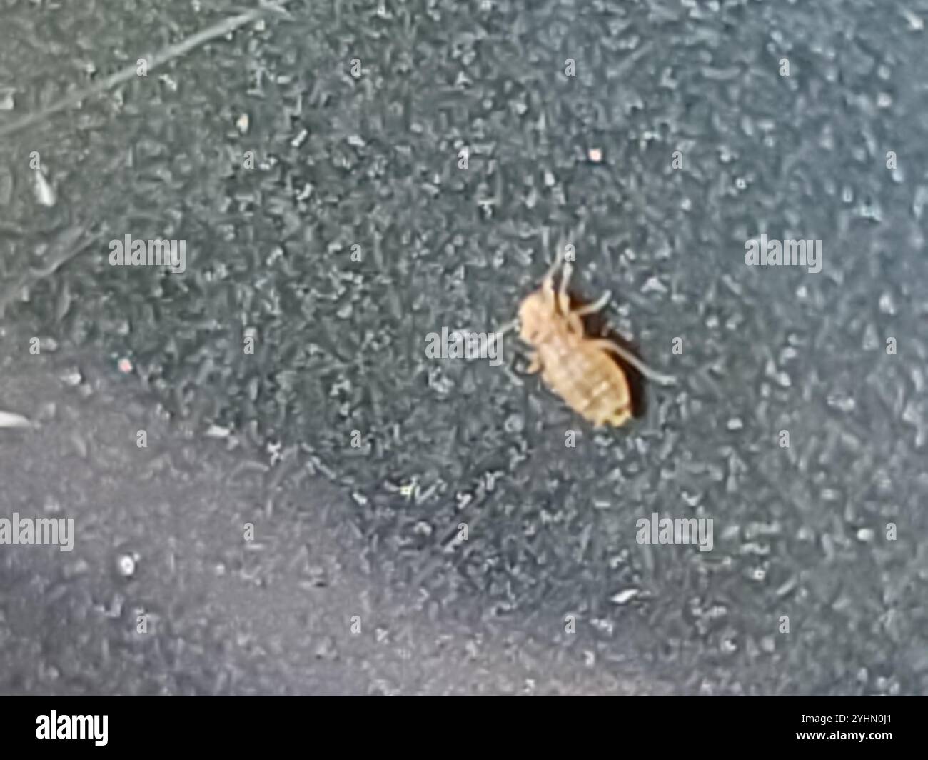Granary Booklice (Trogiidae Stock Photo - Alamy