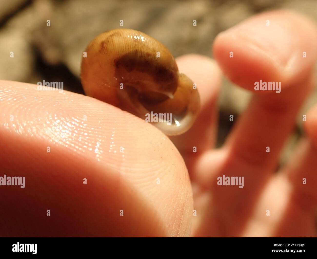White-lip Globe Snail (Mesodon thyroidus Stock Photo - Alamy