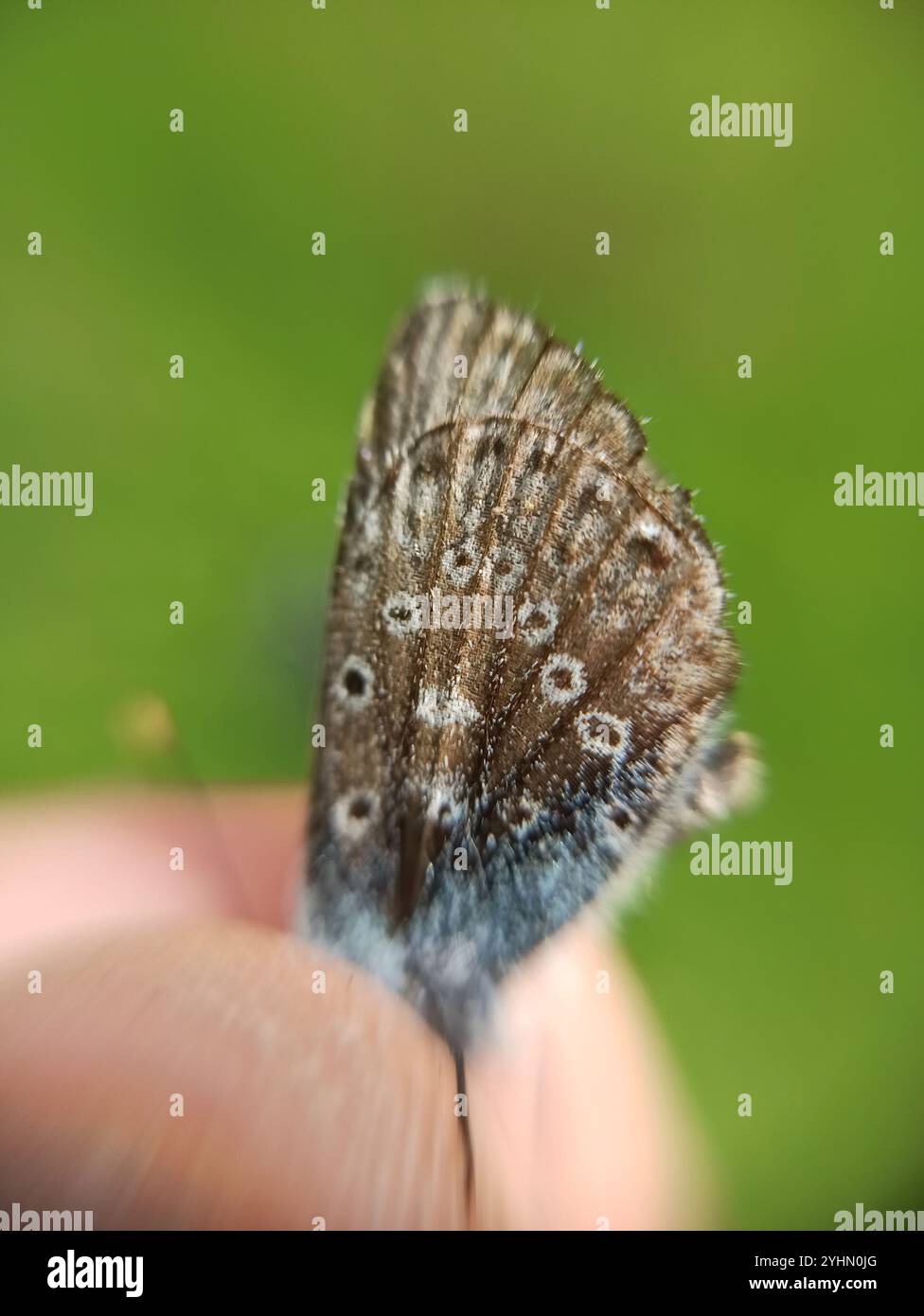 Gossamer-winged Butterflies (Lycaenidae Stock Photo - Alamy