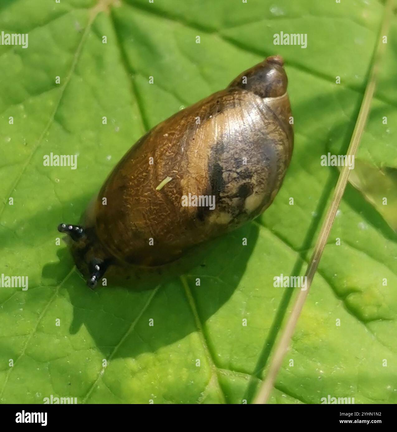 Common European Ambersnail (Succinea putris Stock Photo - Alamy