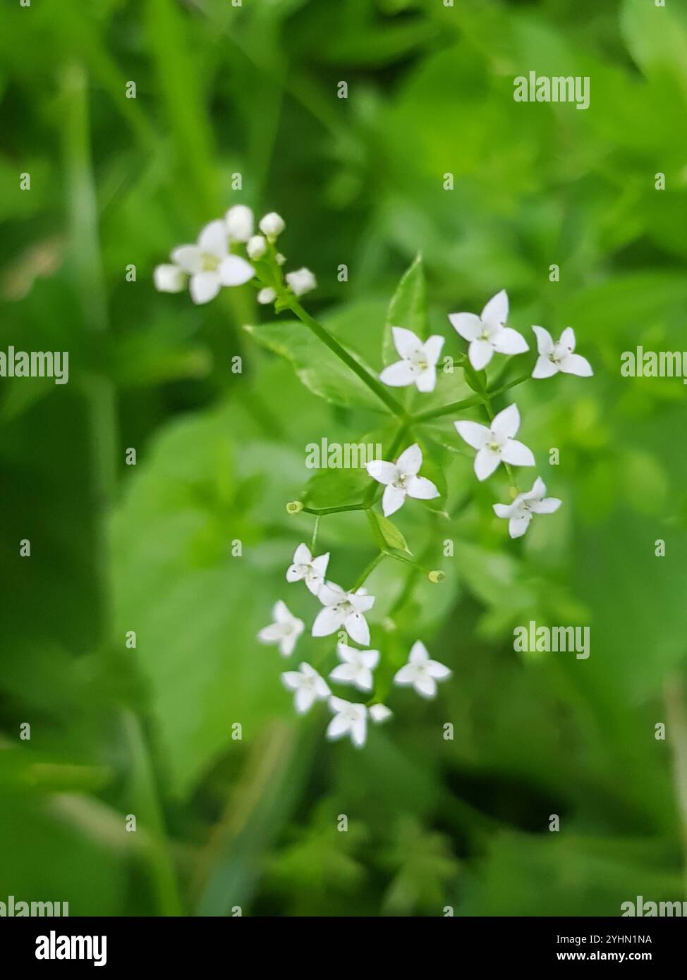 River Bedstraw (Galium rivale Stock Photo - Alamy