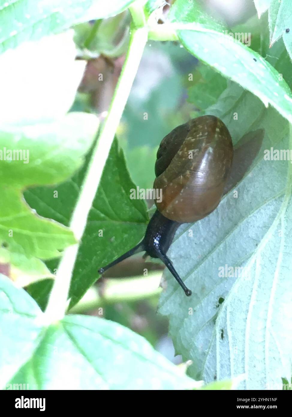 Copse Snail (Arianta arbustorum Stock Photo - Alamy