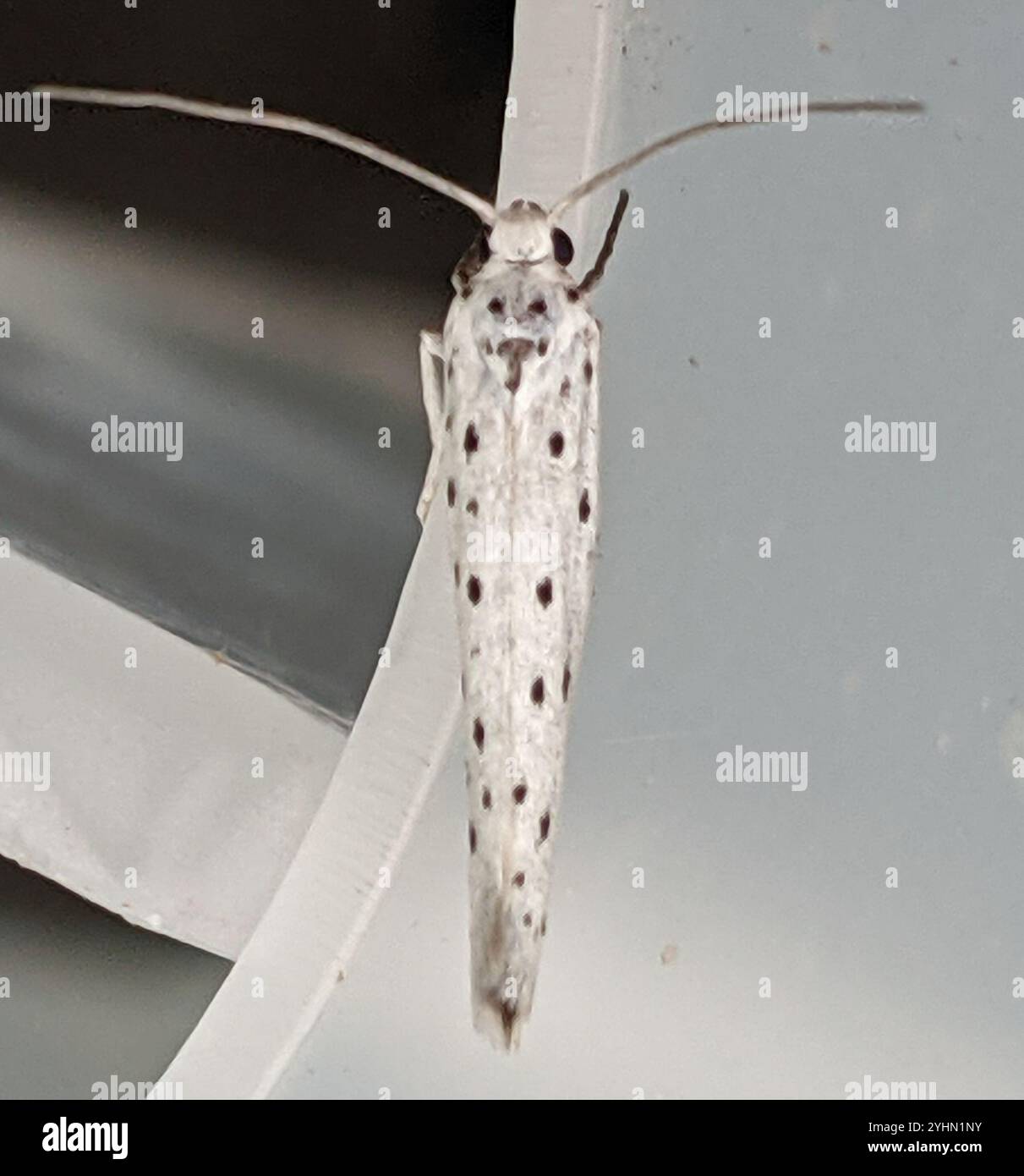 Small Ermine Moths (Yponomeuta Stock Photo - Alamy