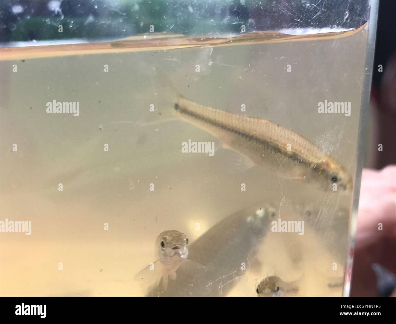 Bluntnose hi-res stock photography and images - Alamy