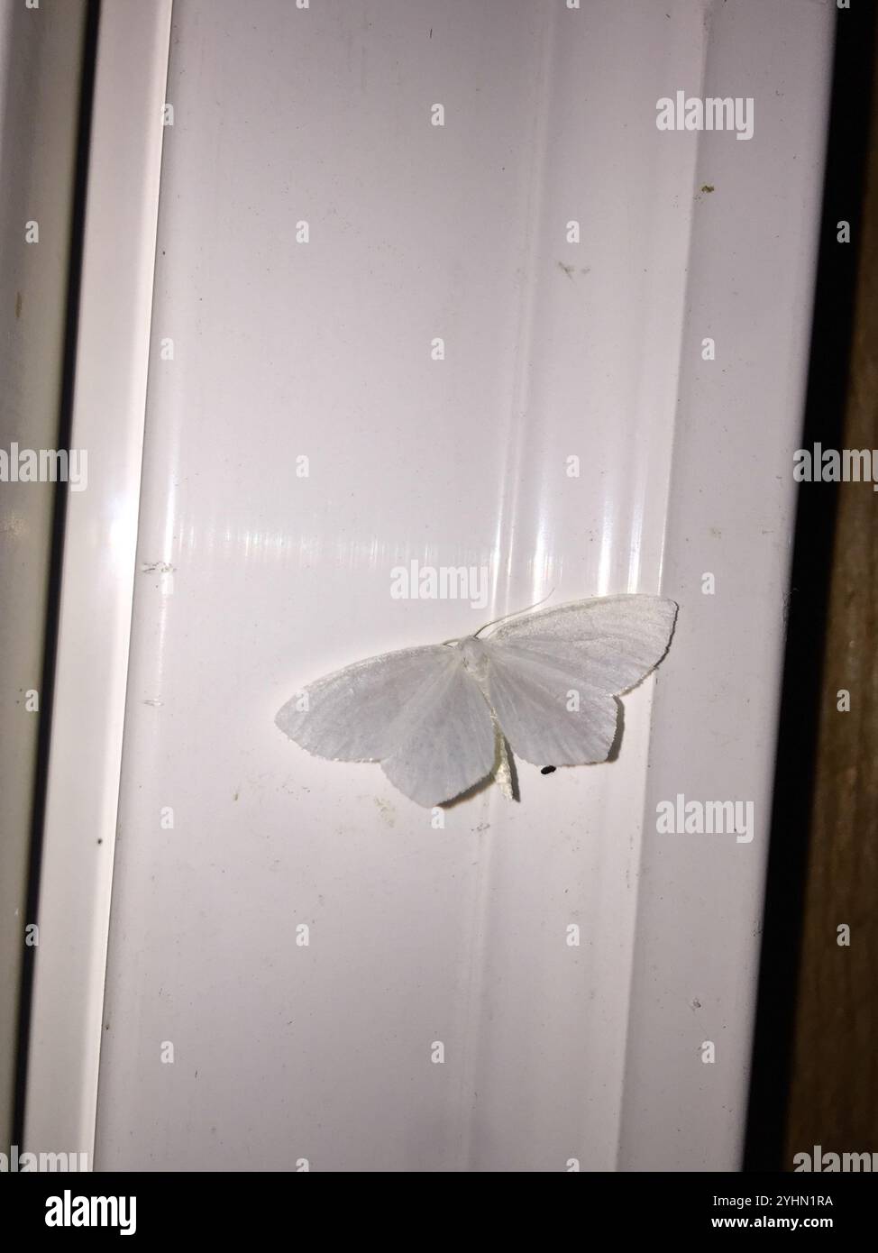 Snowy Geometer Moth (Eugonobapta nivosaria Stock Photo - Alamy