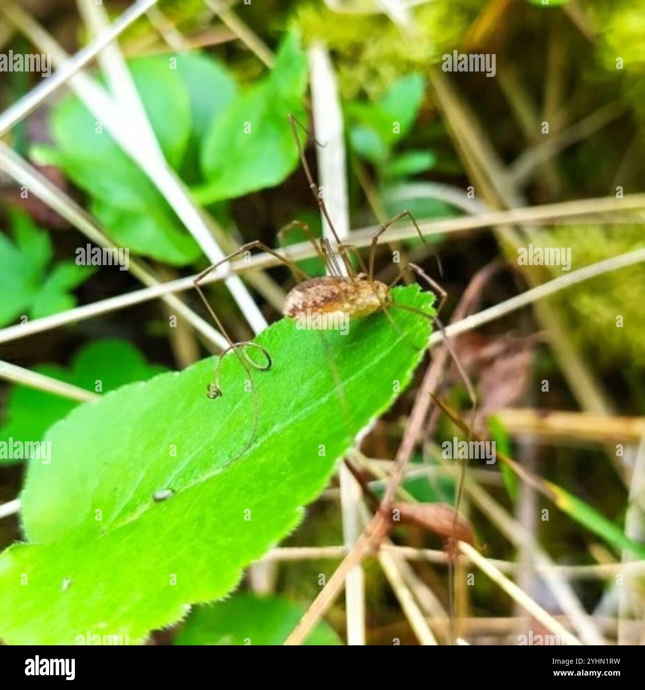Saddleback Harvestman (Mitopus morio Stock Photo - Alamy