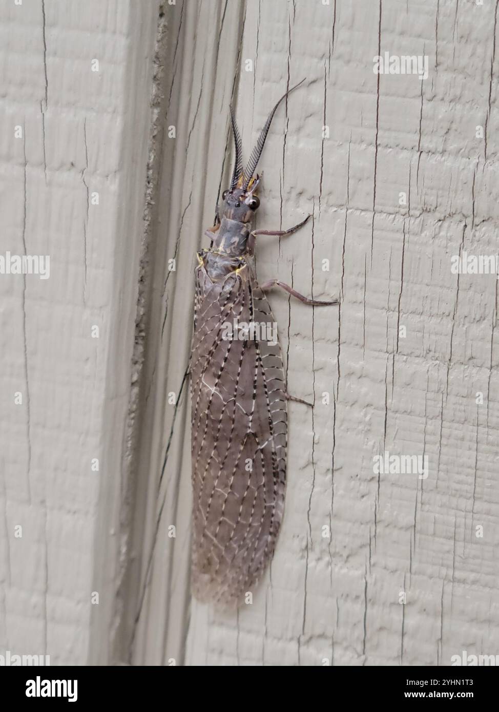 Summer fishfly hi-res stock photography and images - Alamy