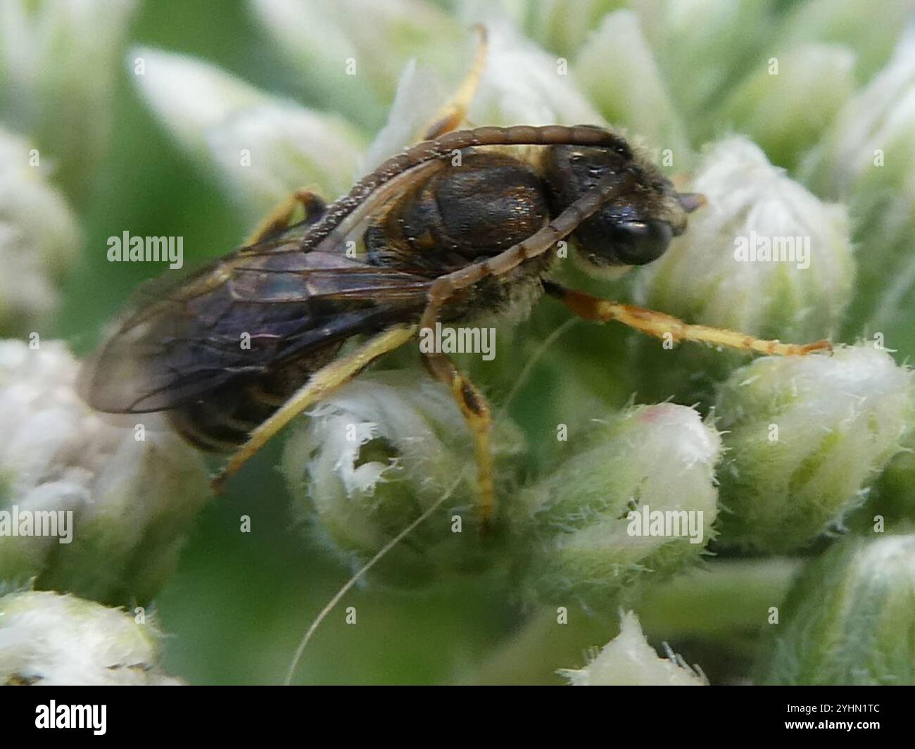 Confusing Furrow Bee (Halictus confusus Stock Photo - Alamy
