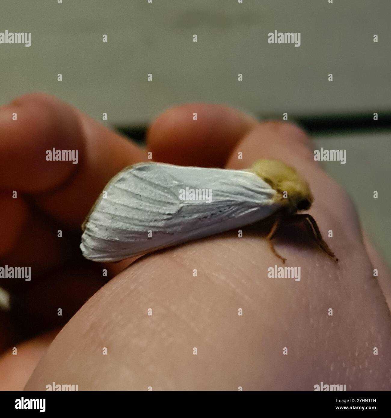 Ghost Moth (Hepialus humuli Stock Photo - Alamy