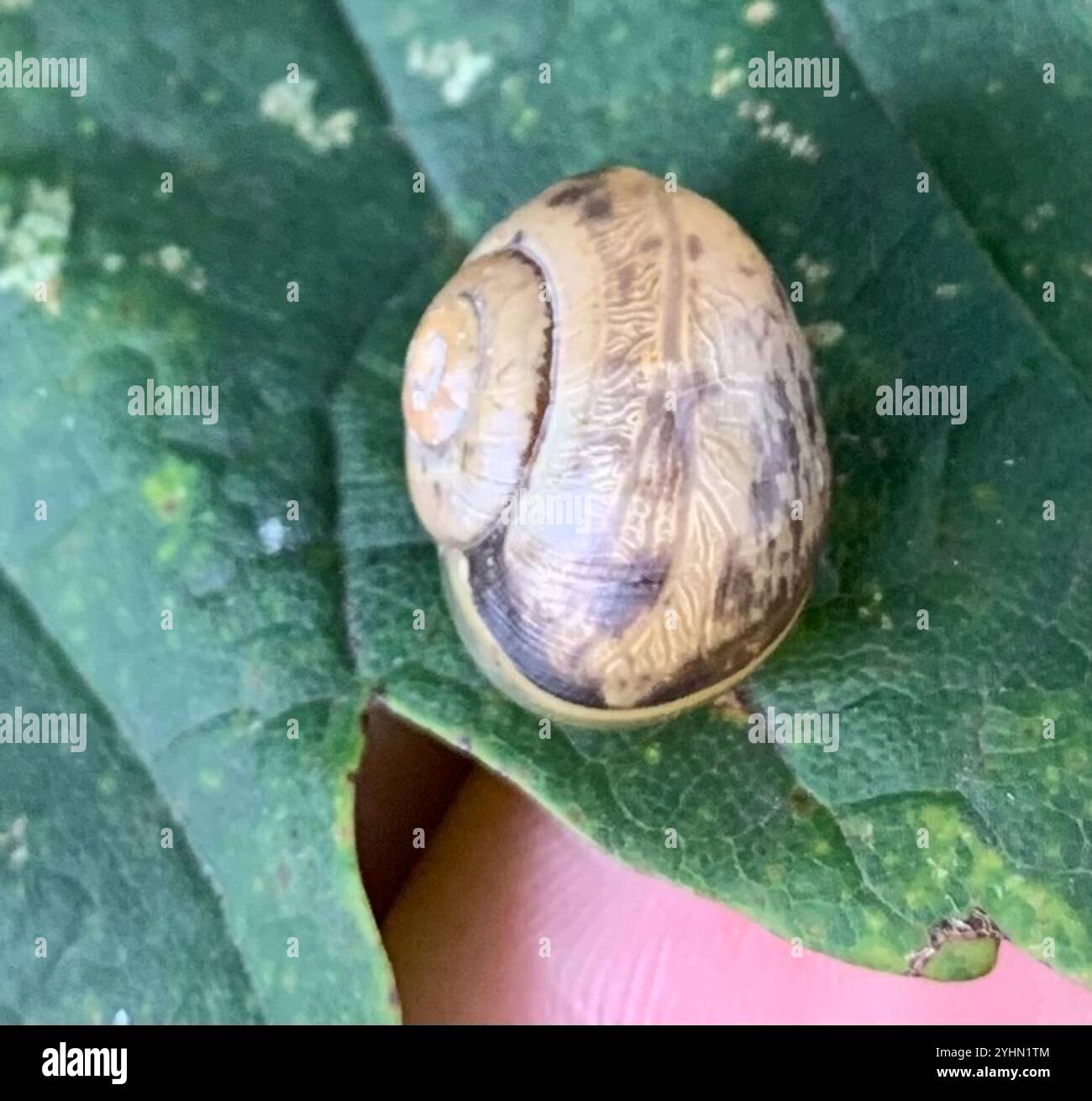 Bush snail fruticicola fruticum hi-res stock photography and images - Alamy