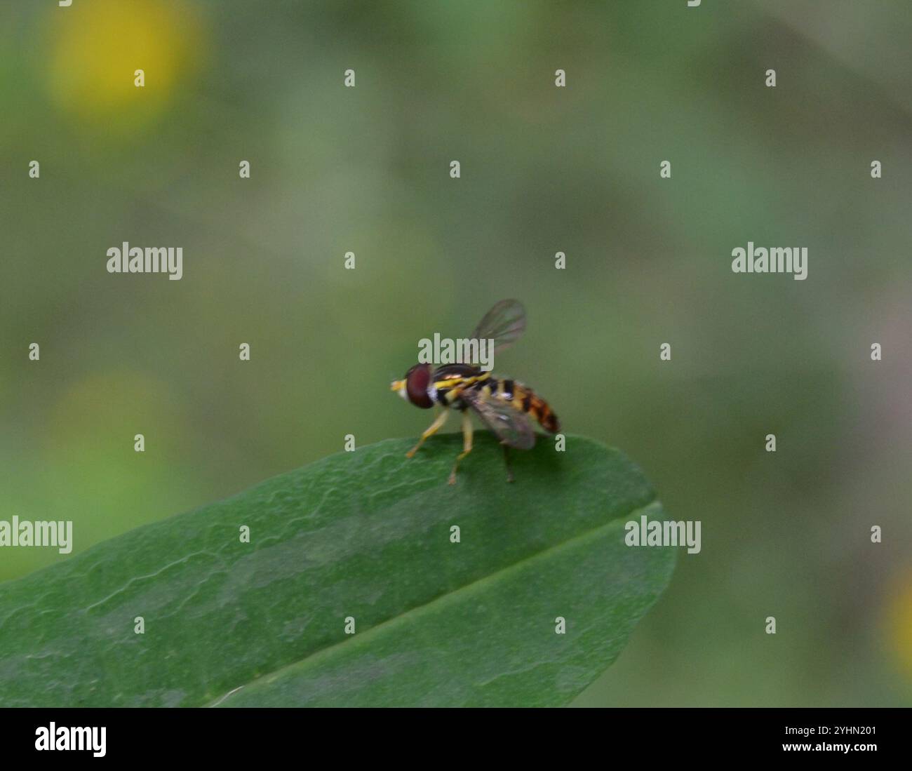 Eastern Calligrapher (Toxomerus geminatus Stock Photo - Alamy