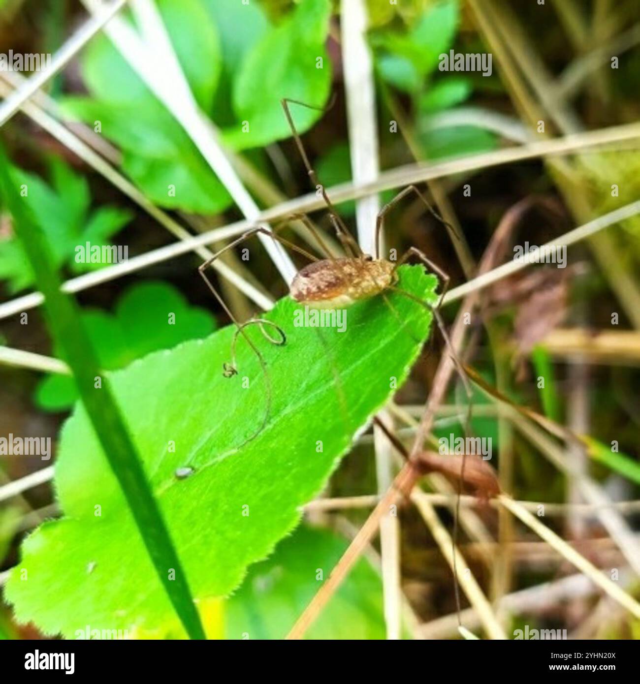 Saddleback Harvestman (Mitopus morio Stock Photo - Alamy
