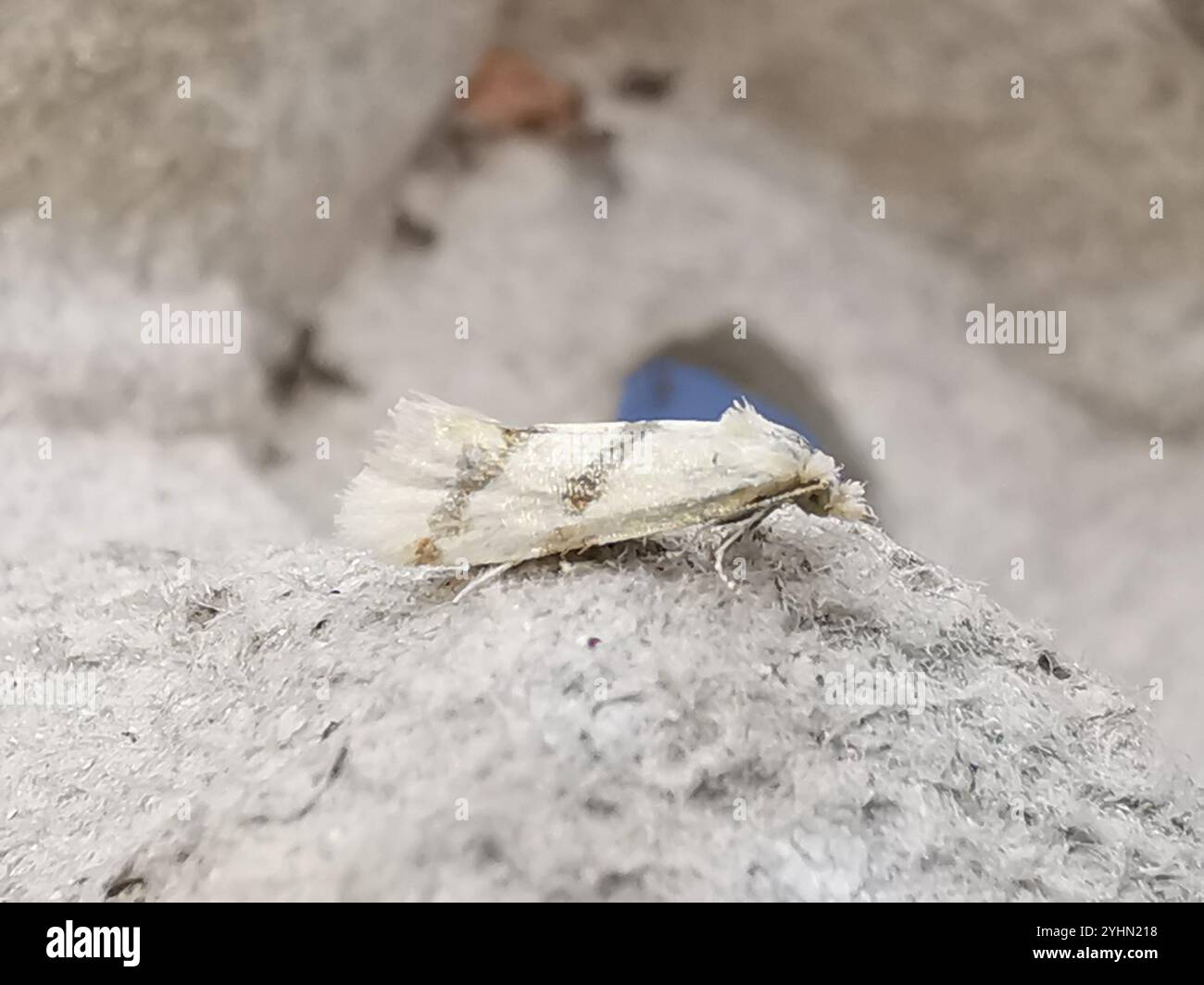 Hemlock Yellow Conch (Aethes beatricella Stock Photo - Alamy