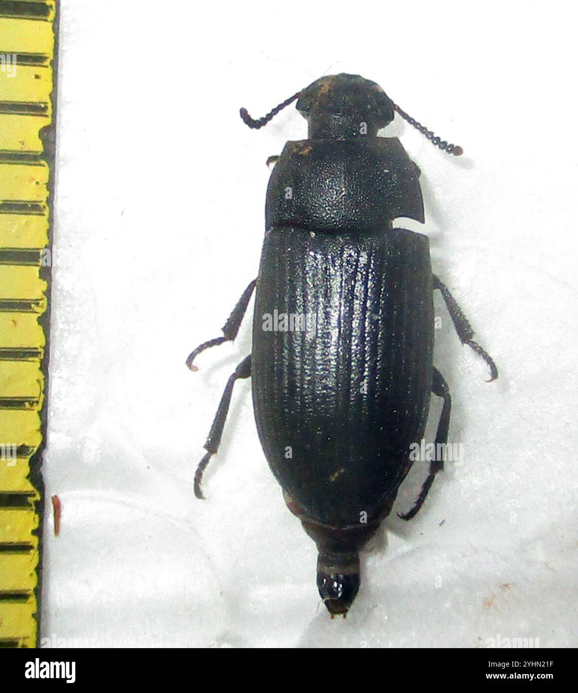 Darkling Beetles (Tenebrionidae Stock Photo - Alamy