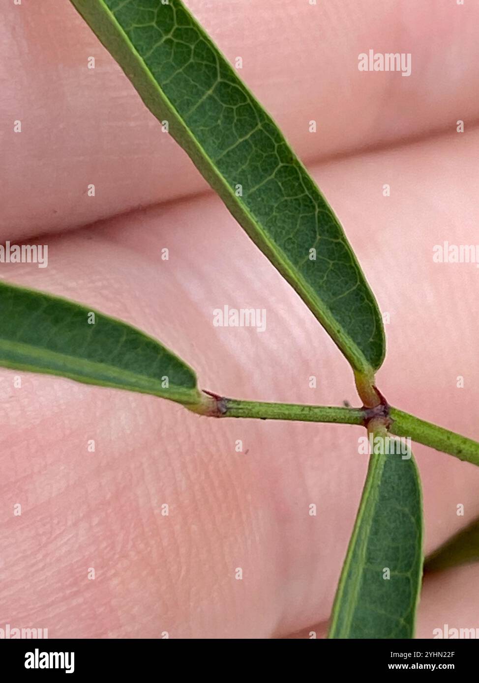 Pine Barren Ticktrefoil (Desmodium strictum Stock Photo - Alamy