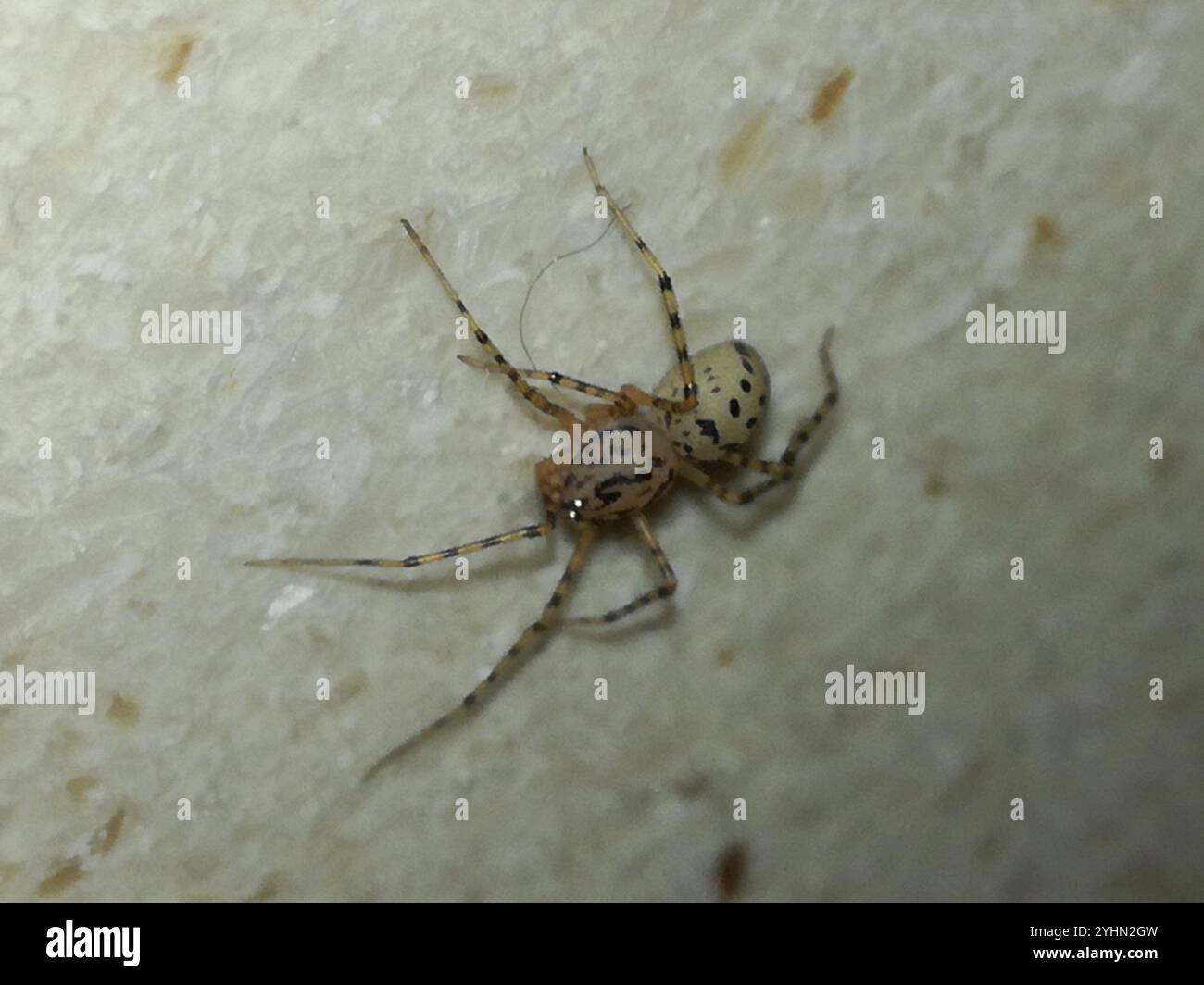 Common Spitting Spider (Scytodes thoracica Stock Photo - Alamy