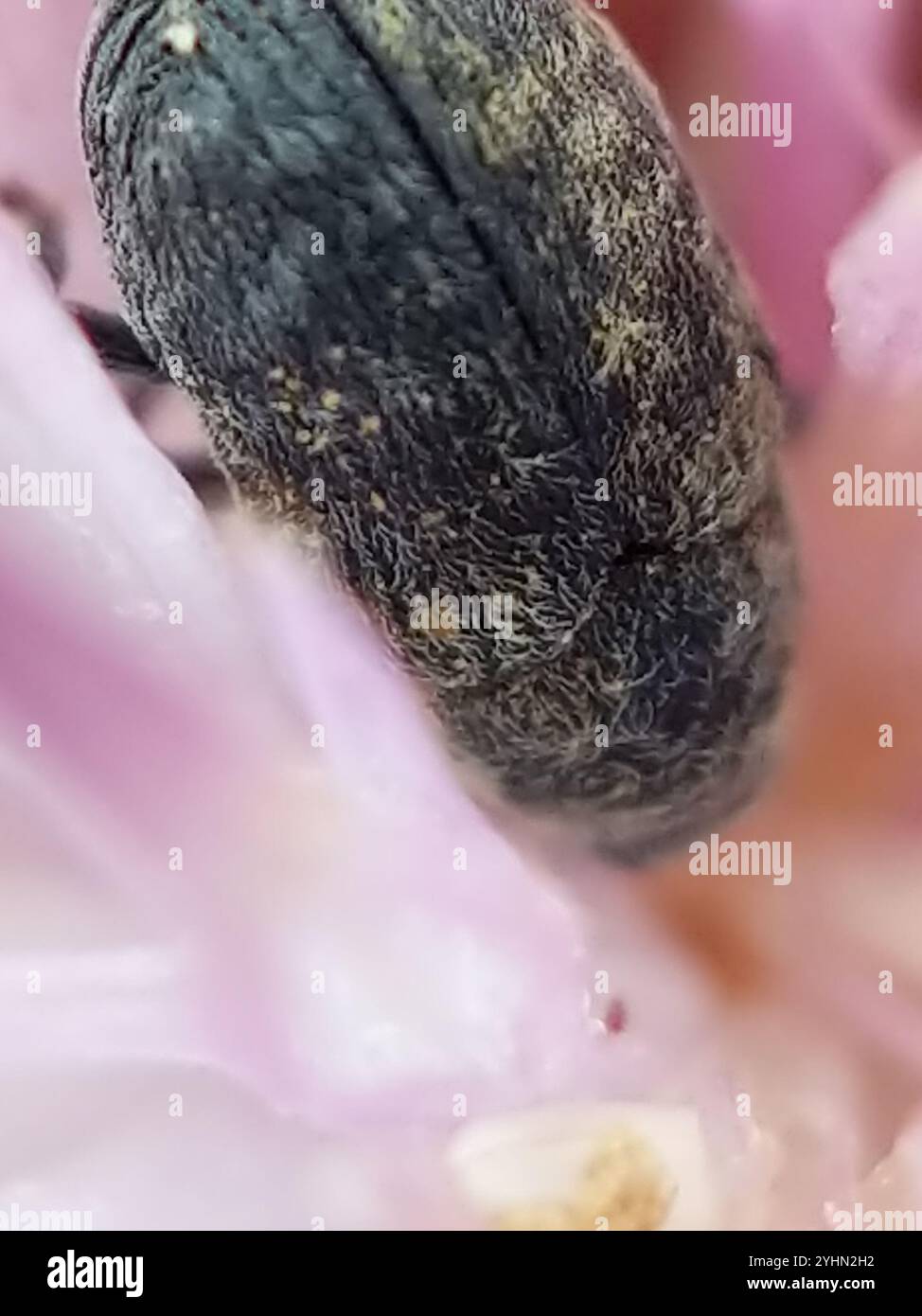 Lesser Knapweed Flower Weevil (Larinus minutus Stock Photo - Alamy