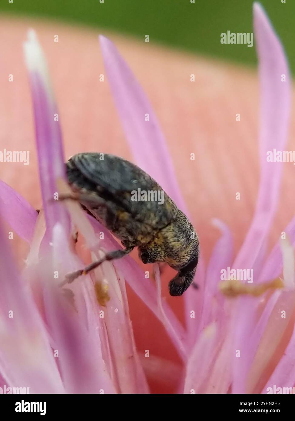 Lesser Knapweed Flower Weevil (Larinus minutus Stock Photo - Alamy