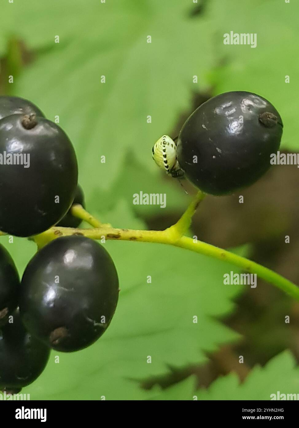Eurasian baneberry (Actaea spicata Stock Photo - Alamy