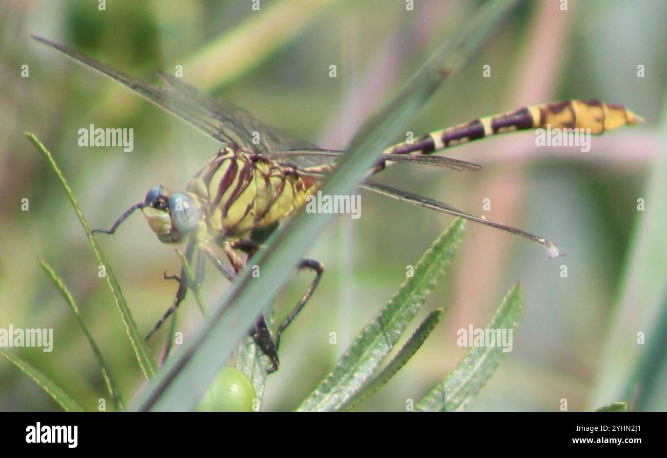 Flag-tailed Spinyleg (Dromogomphus spoliatus Stock Photo - Alamy