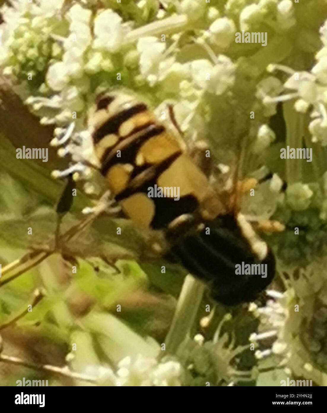 Sun Fly (Helophilus pendulus Stock Photo - Alamy