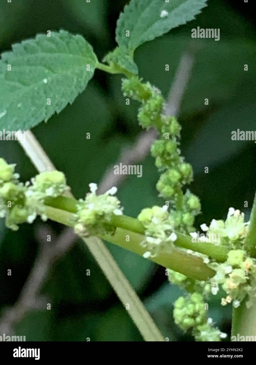false nettle (Boehmeria cylindrica Stock Photo - Alamy