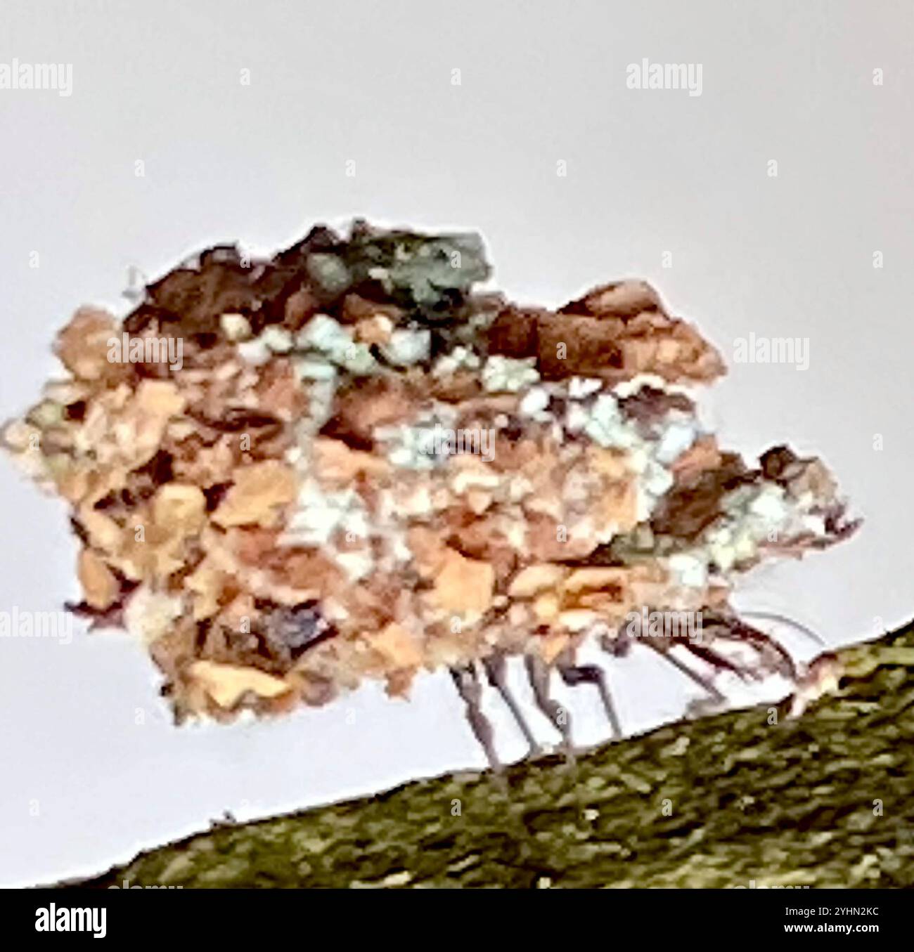 Leucochrysa hi-res stock photography and images - Alamy