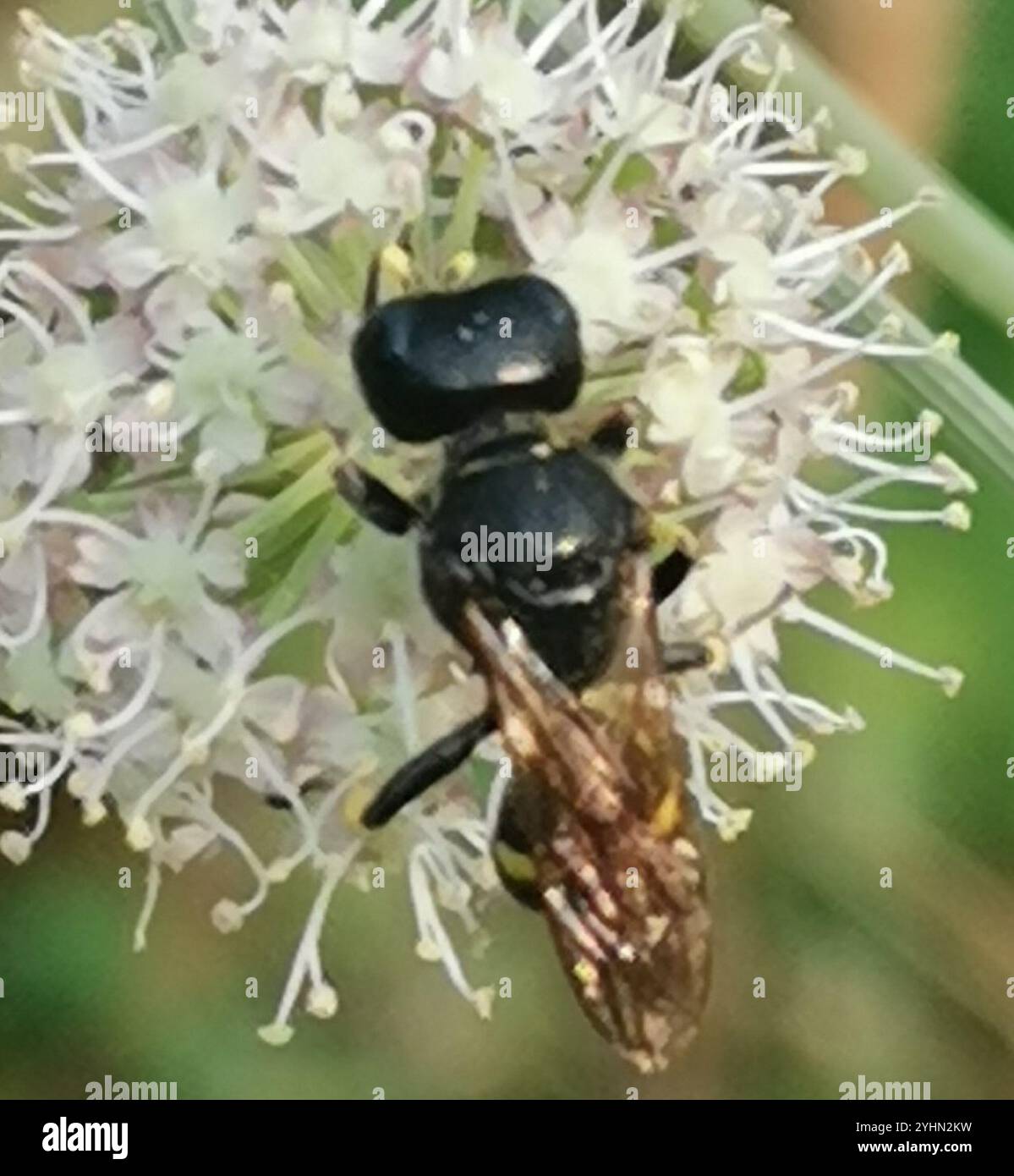 Common Ectemnius (Ectemnius continuus Stock Photo - Alamy