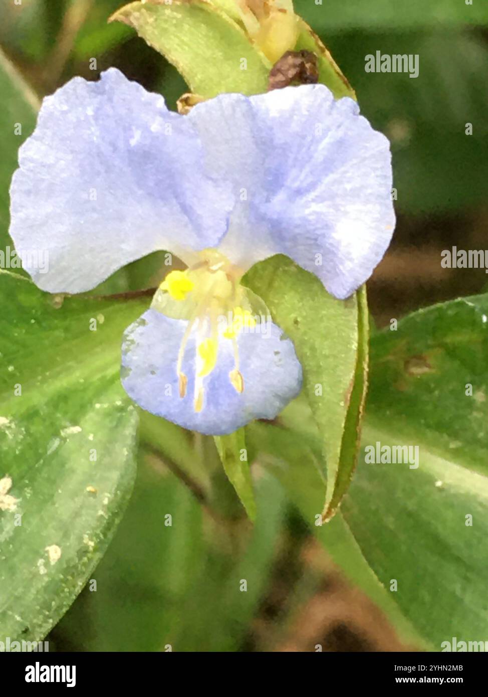 Virginia Dayflower (Commelina virginica Stock Photo - Alamy