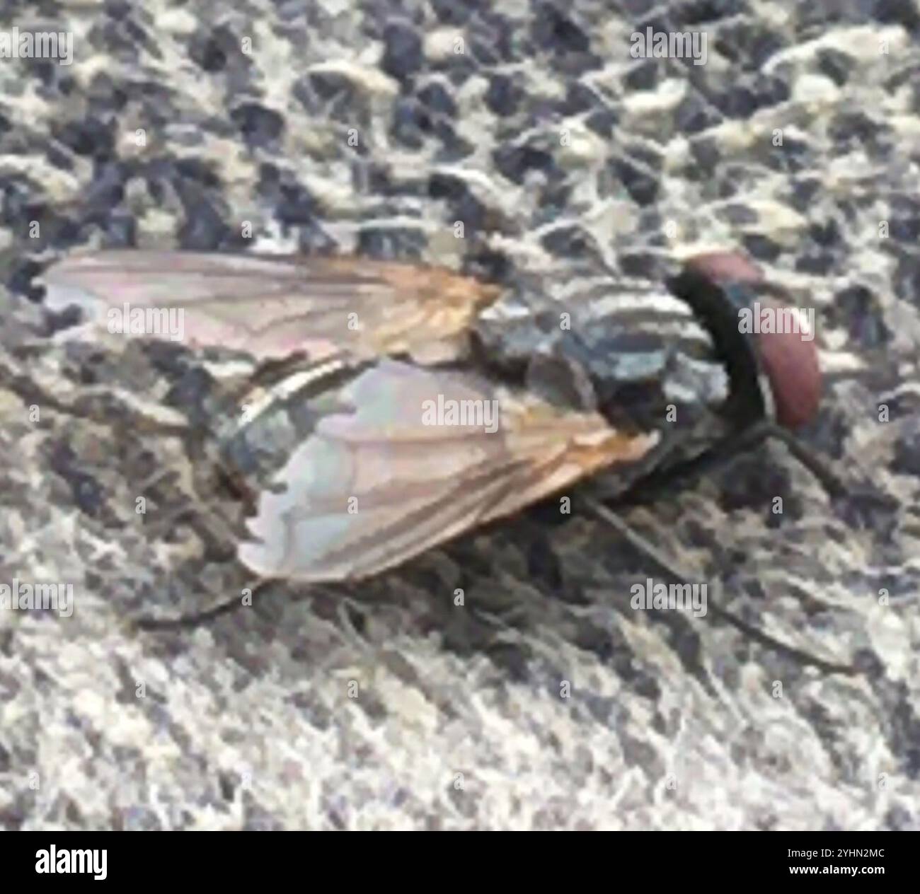 Common House Fly (Musca domestica Stock Photo - Alamy