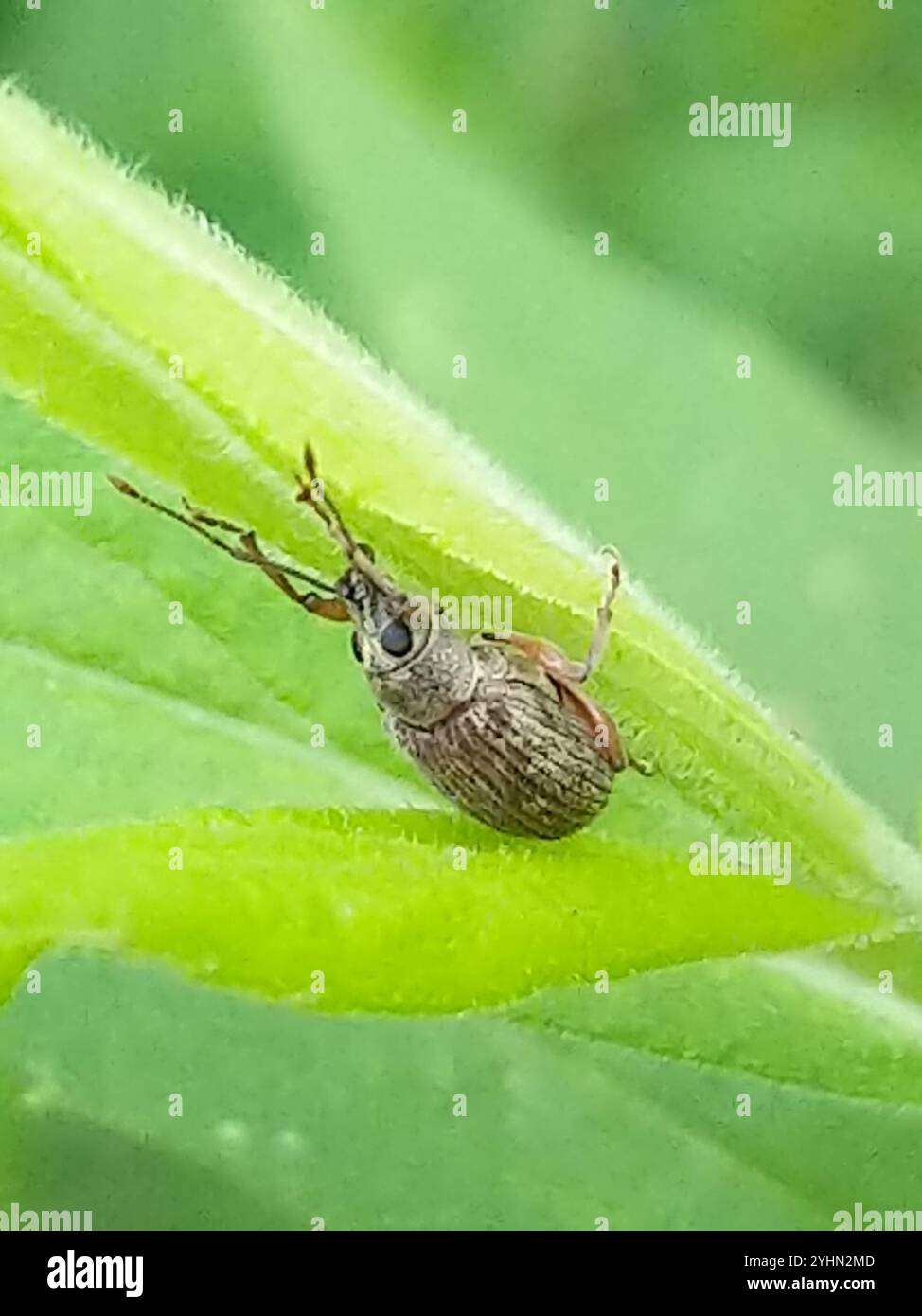 Asian oak weevil hi-res stock photography and images - Alamy