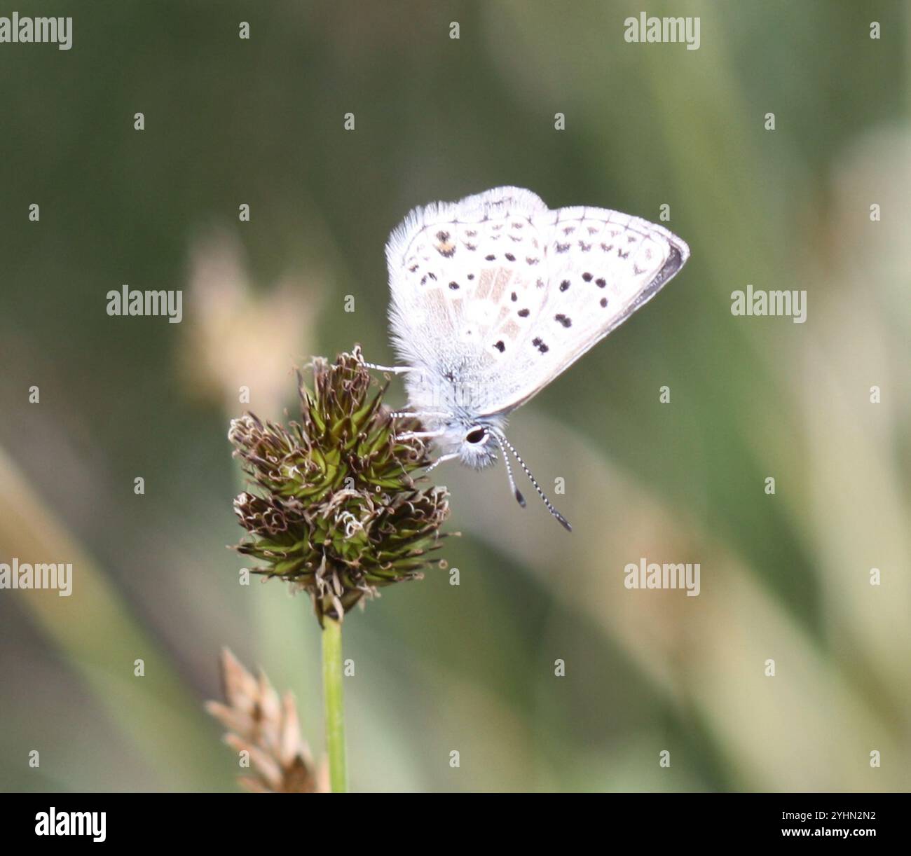 Gossamer-winged Butterflies (Lycaenidae Stock Photo - Alamy