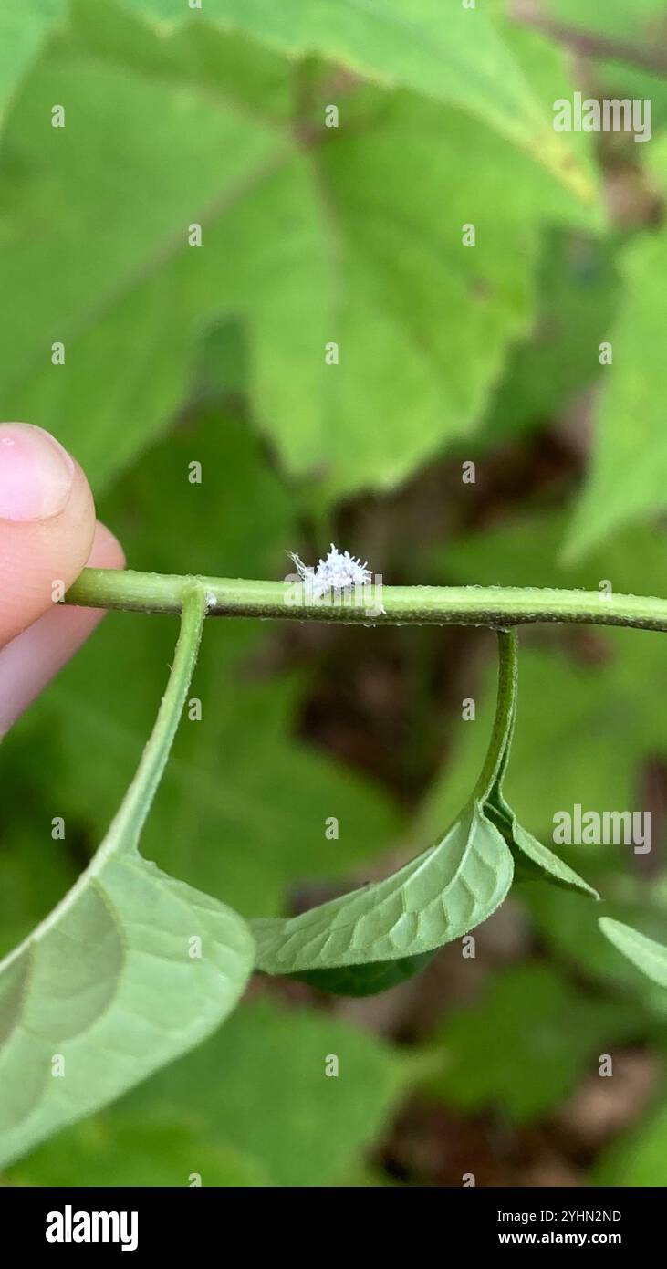 True Bugs, Hoppers, Aphids, and allies (Hemiptera Stock Photo - Alamy