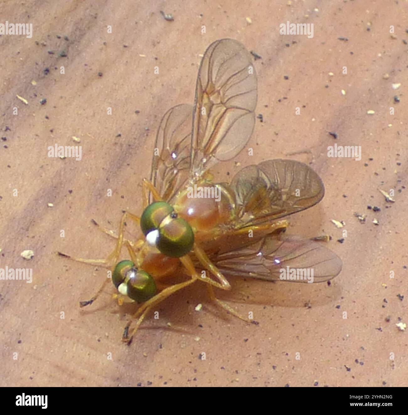Compost Fly (Ptecticus trivittatus Stock Photo - Alamy