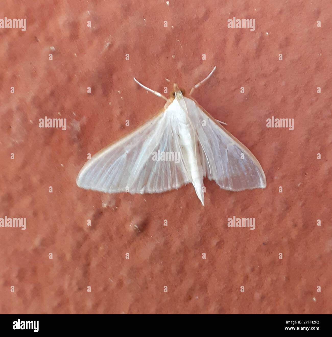 Jasmine Moth (Palpita vitrealis Stock Photo - Alamy