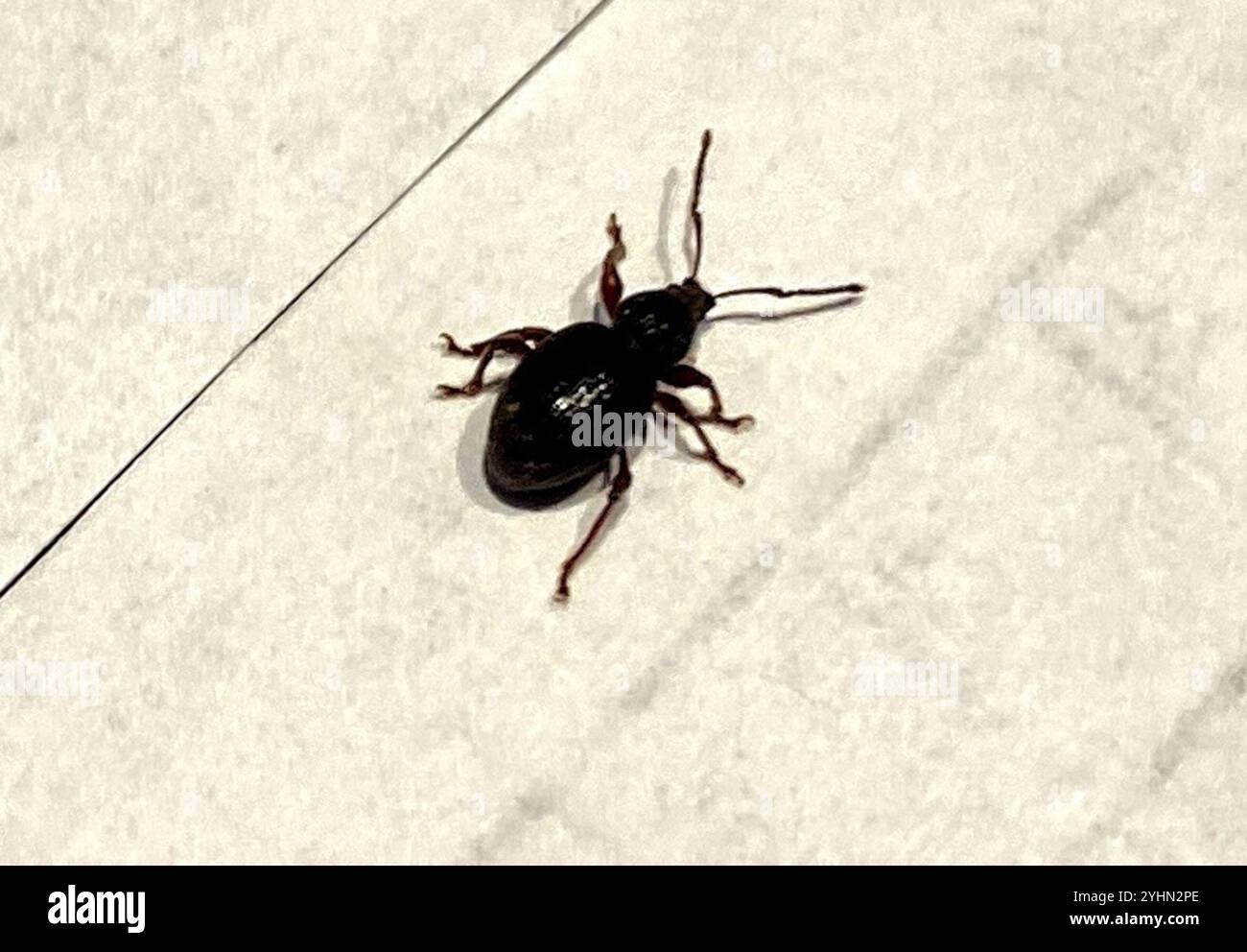 Strawberry Root Weevil (Otiorhynchus ovatus Stock Photo - Alamy