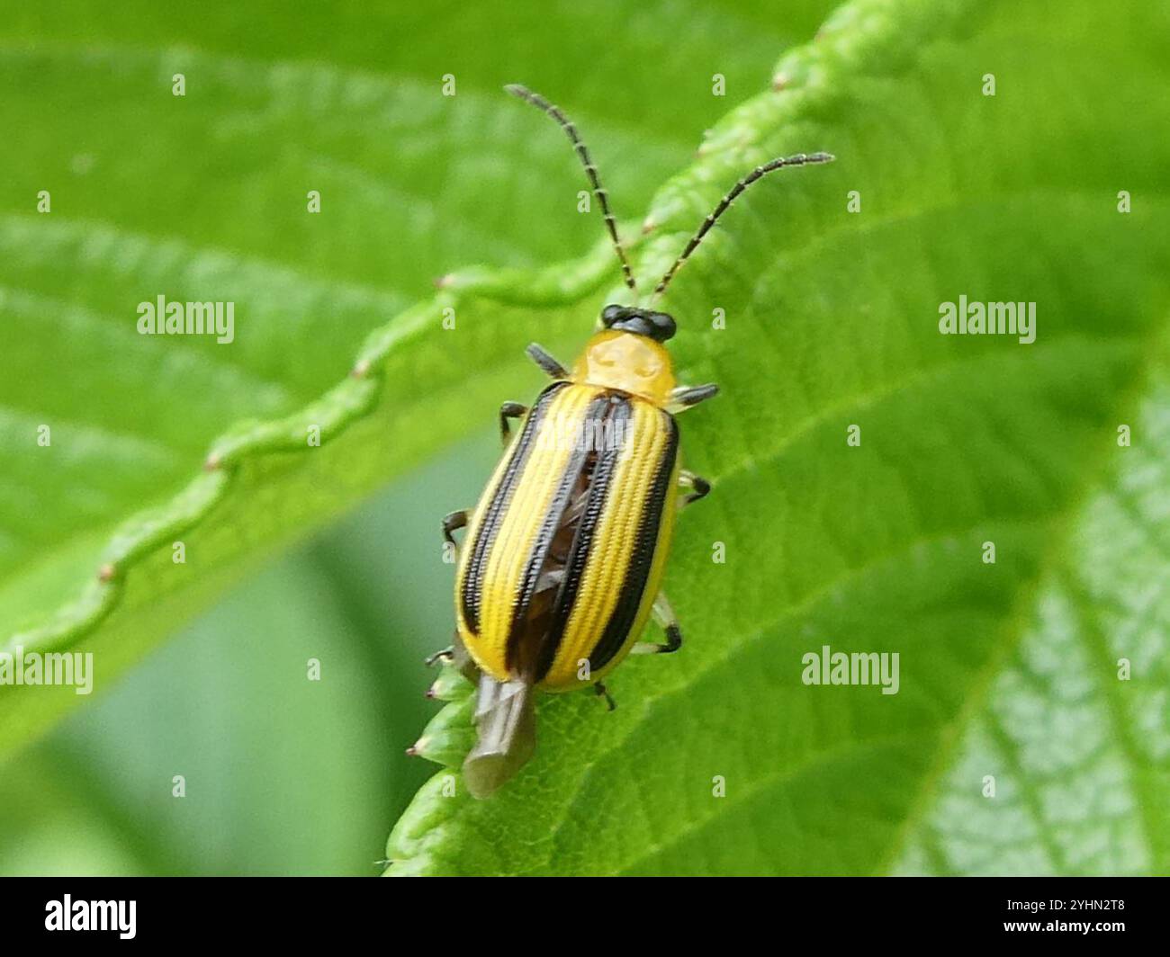 Striped cucumber beetle hi-res stock photography and images - Alamy